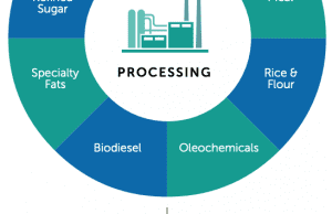 wilmar value chain - The Fifth Person